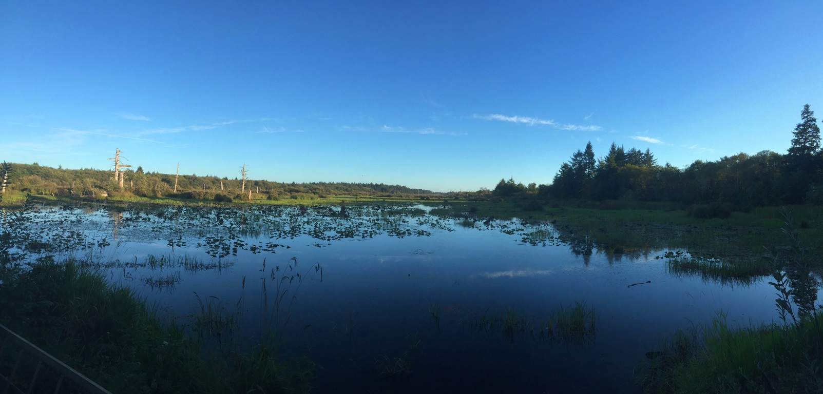 Leadbetter Point State Park - Hines Marsh — Washington Trails Association