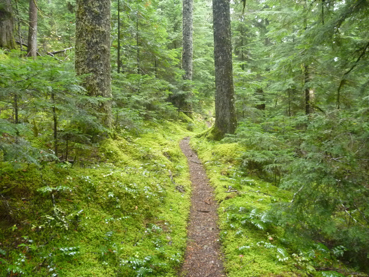Indian Bar - Cowlitz Divide — Washington Trails Association