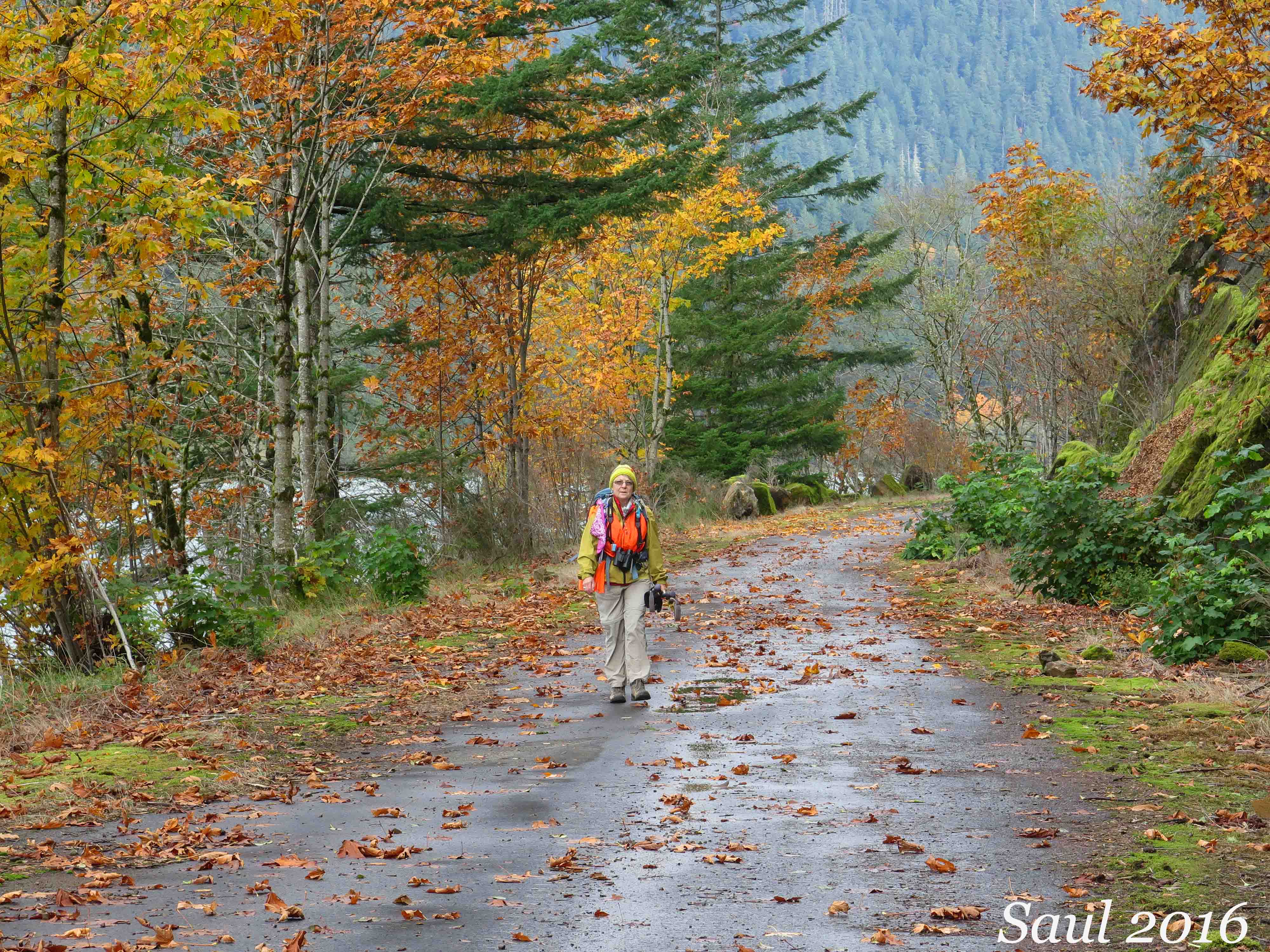 Yale Reservoir Logging Road Trail — Washington Trails Association