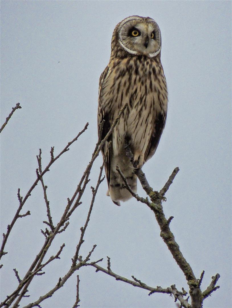 Leque Island - Stanwood Levee Trail — Washington Trails Association