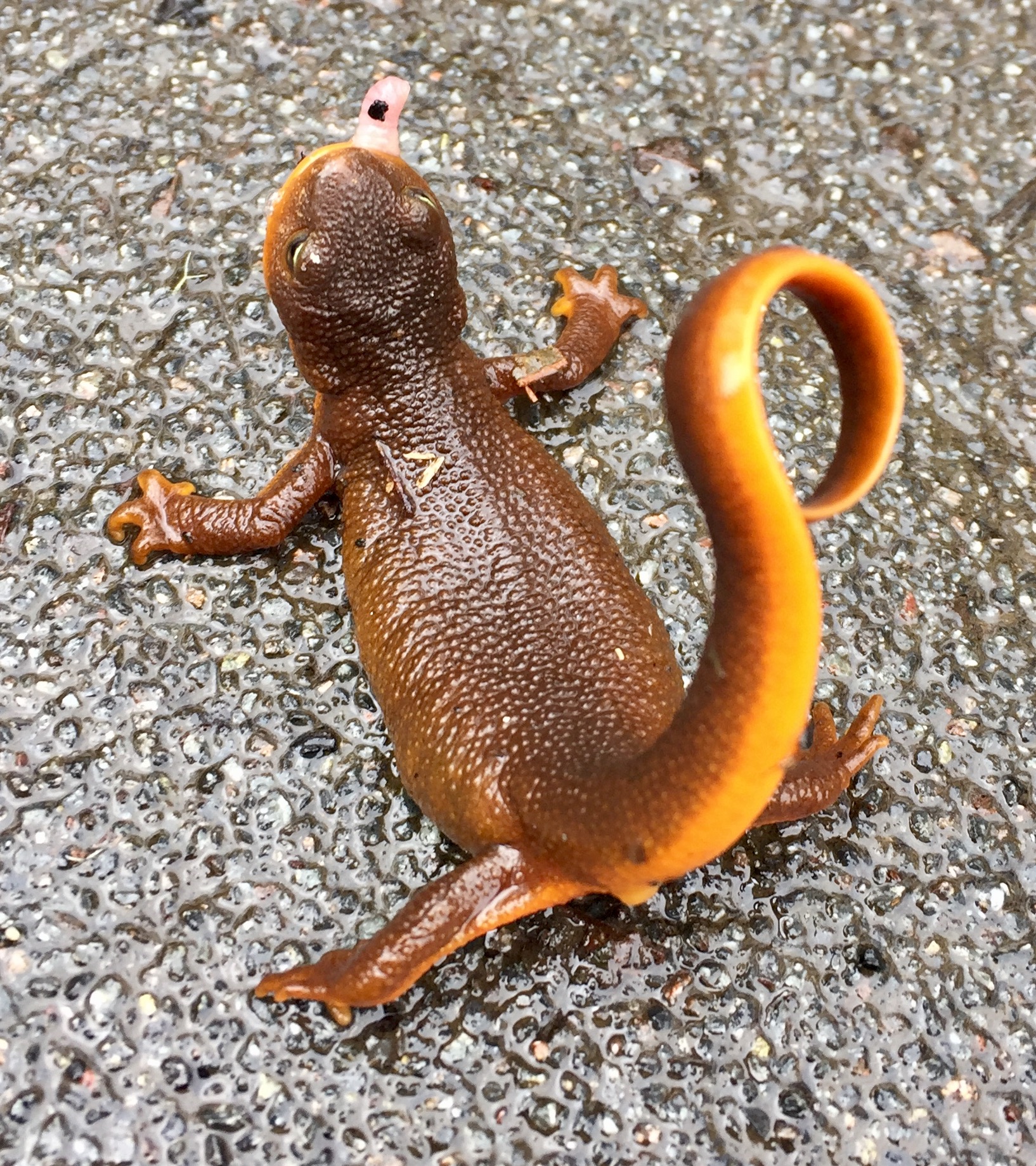 Capitol State Forest - McLane Creek — Washington Trails Association
