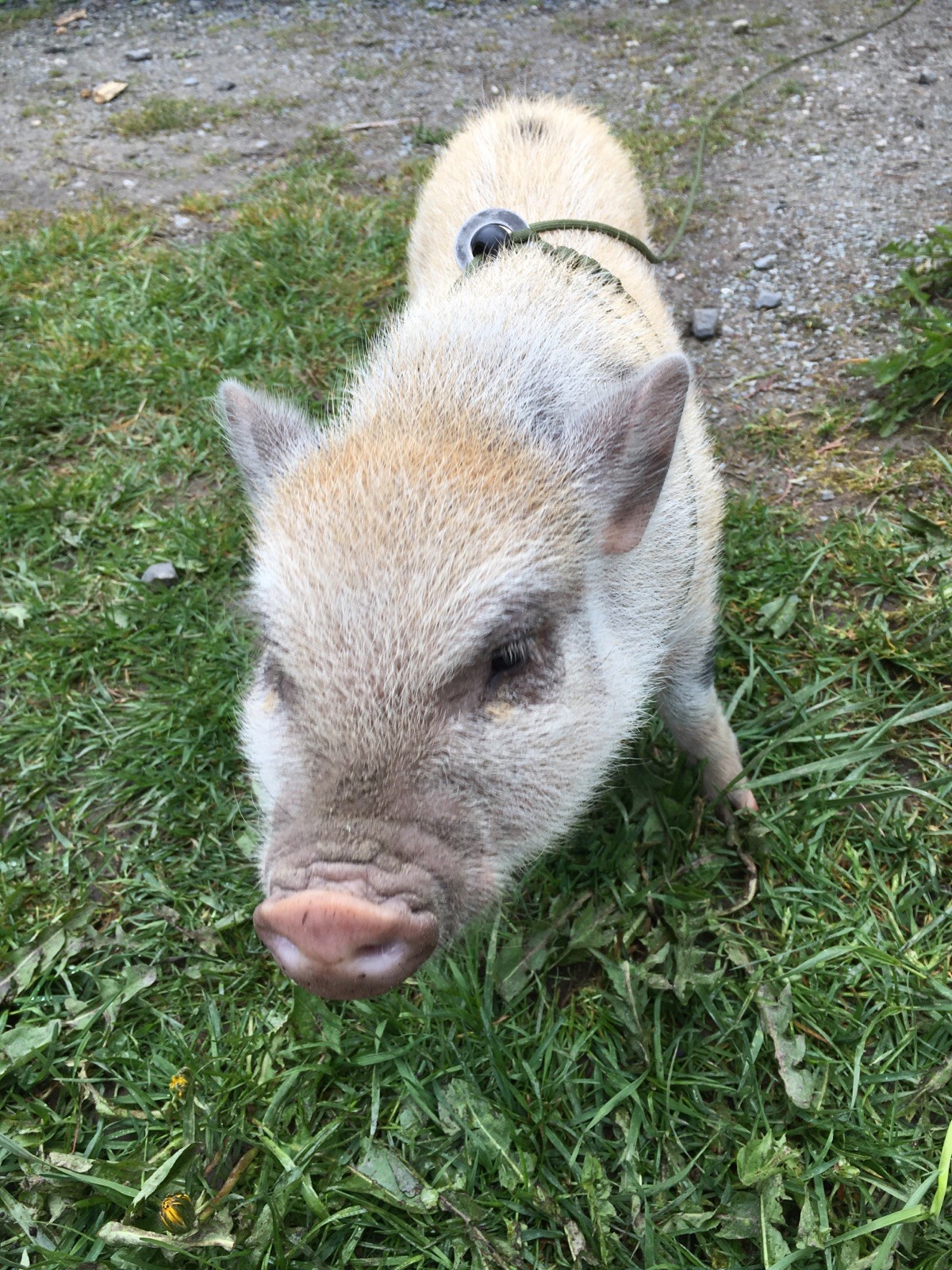 Chuckanut Ridge Trail, Rock Trail, South Lost Lake Trail — Washington ...