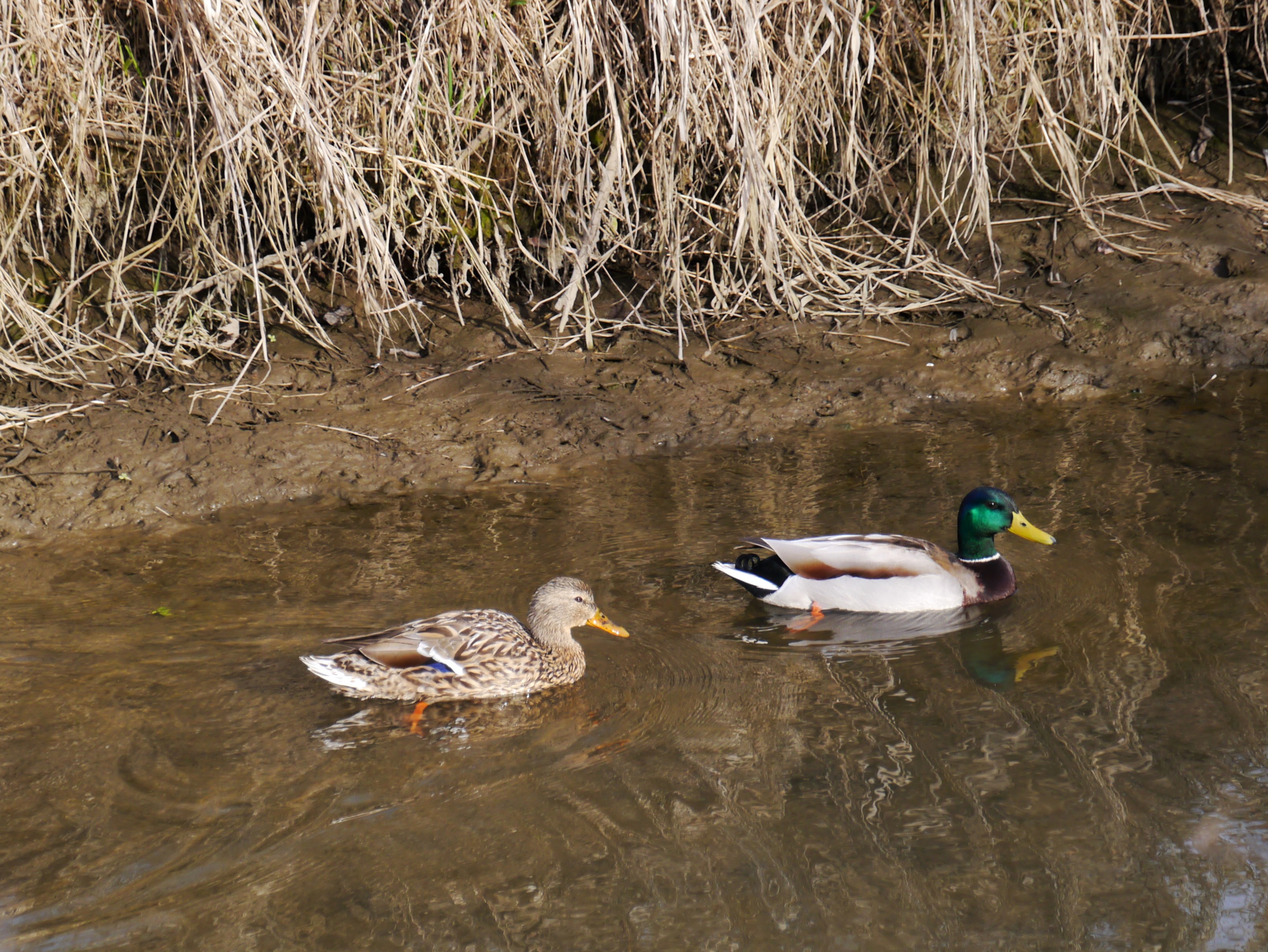 Horan Natural Area — Washington Trails Association