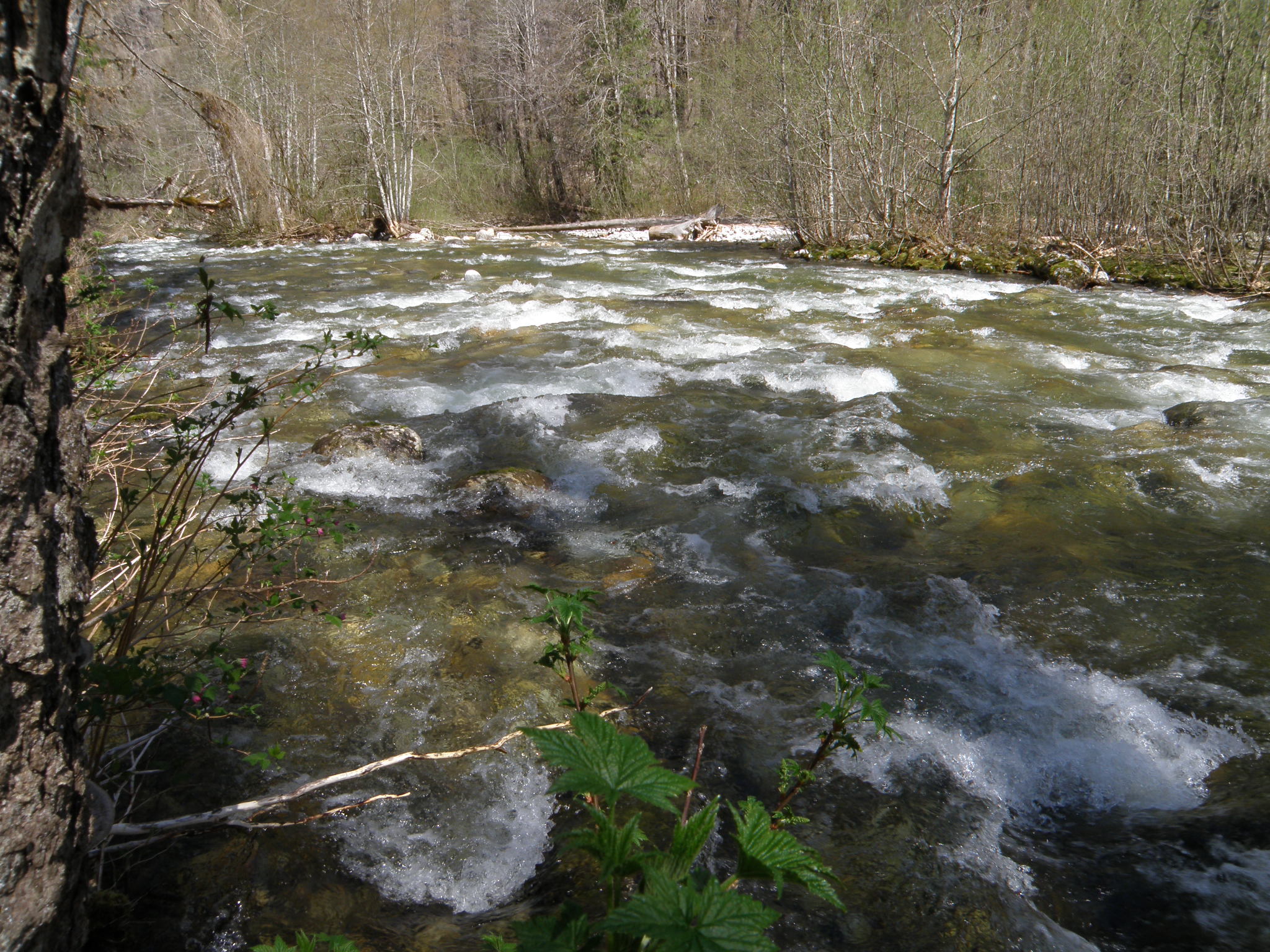Newhalem Creek — Washington Trails Association