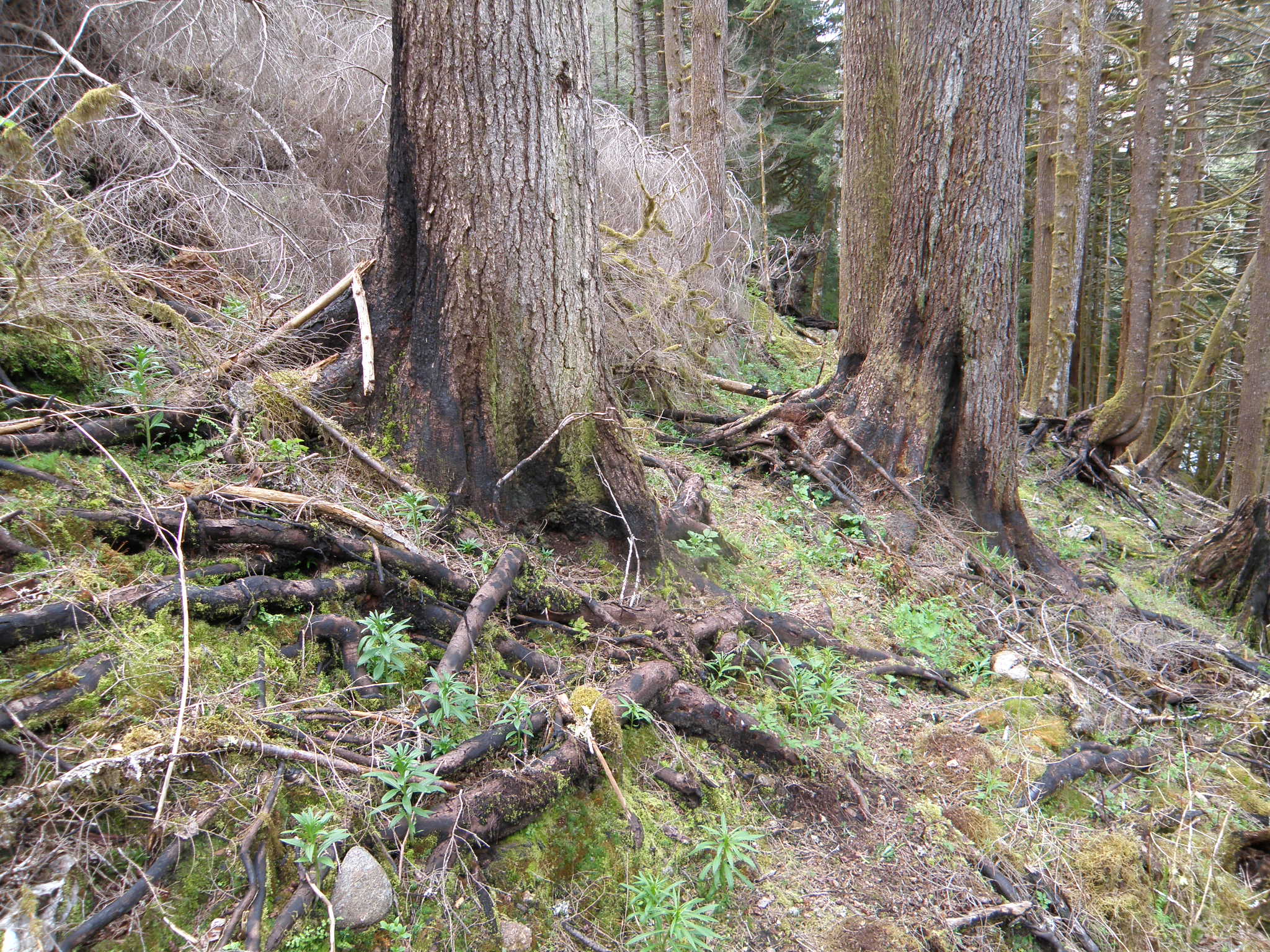 Newhalem Creek — Washington Trails Association