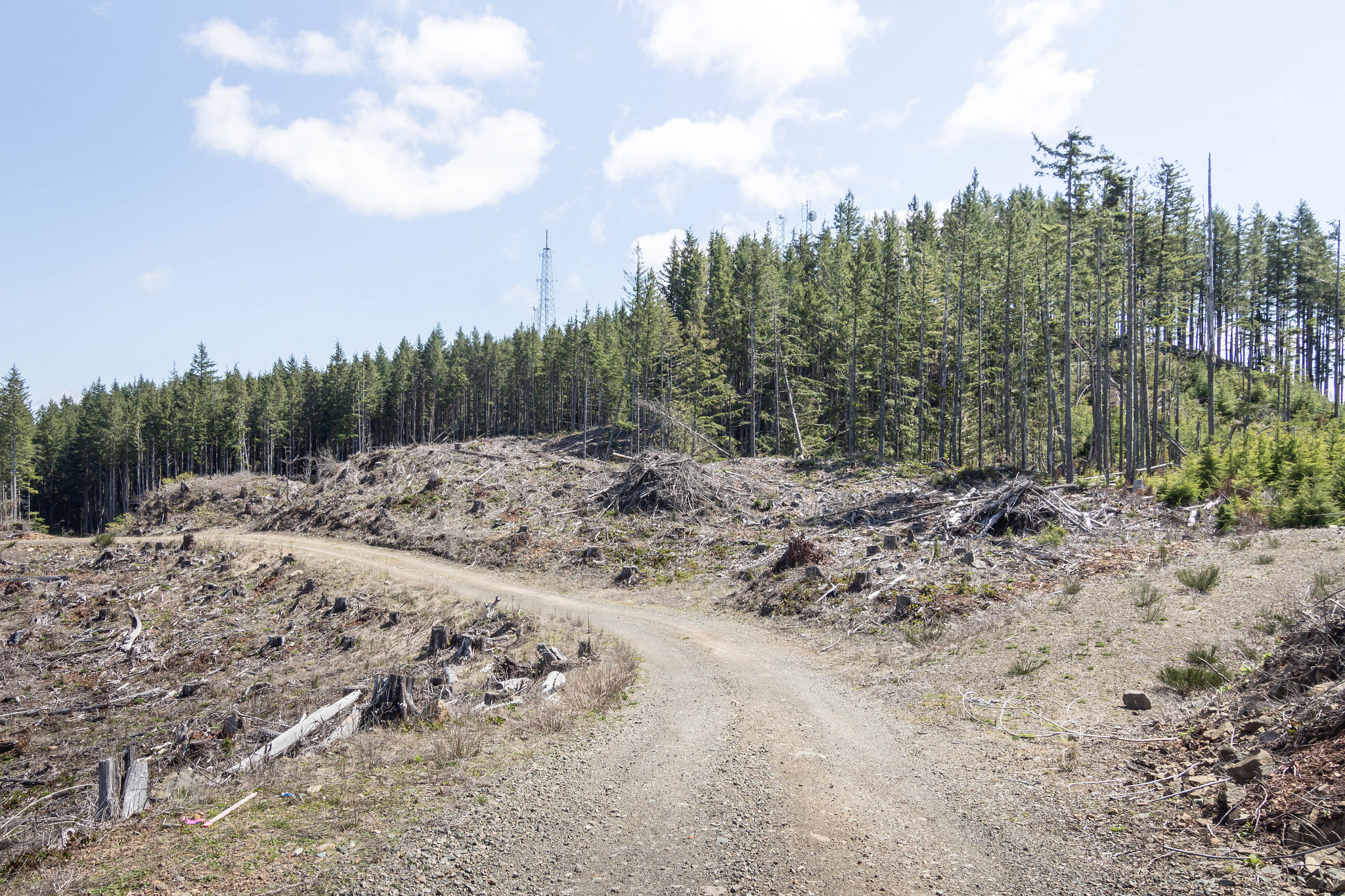 Gold Mountain — Washington Trails Association