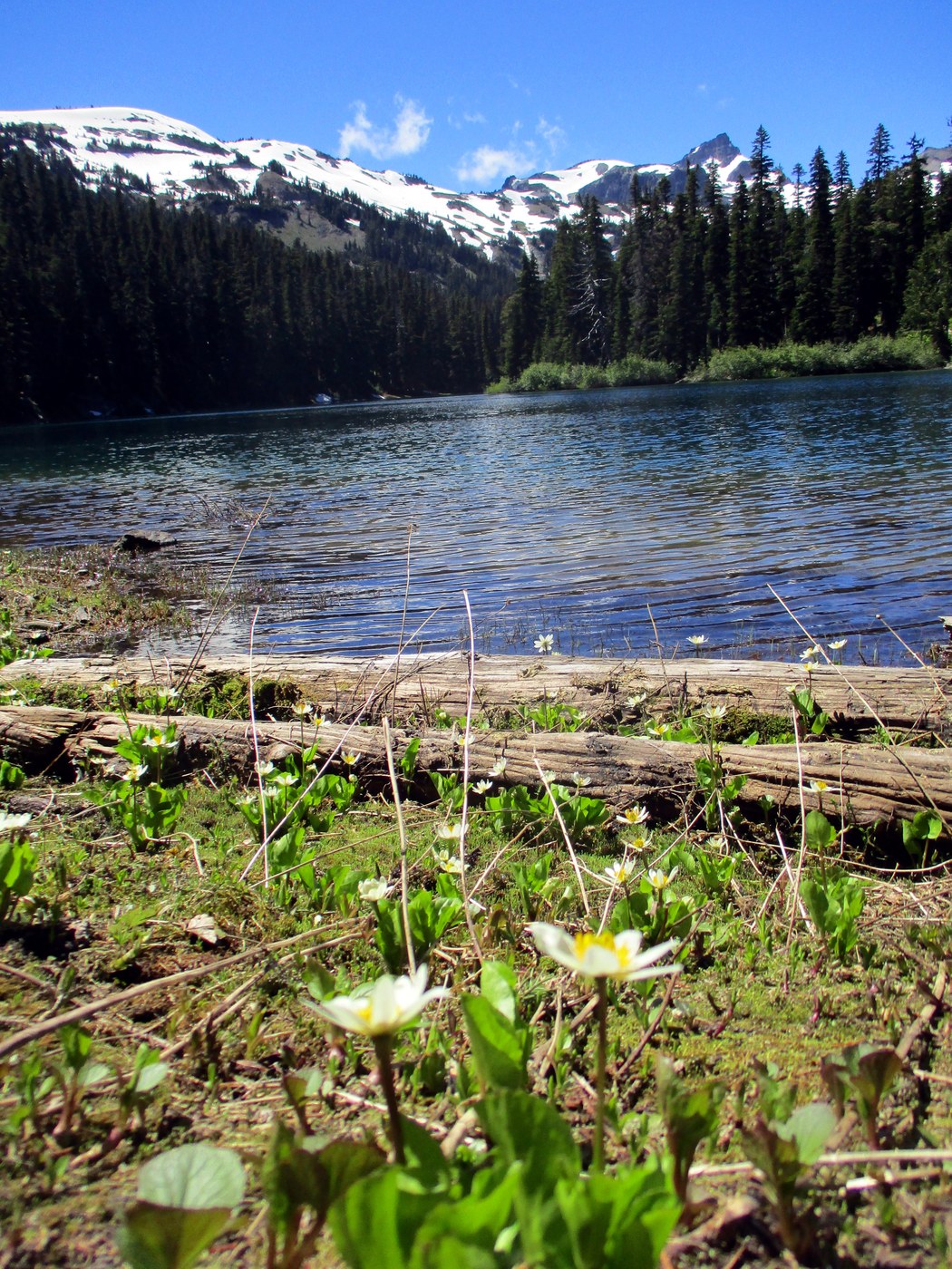 Conrad Glacier, Surprise Lake, Gilbert Peak — Washington Trails Association