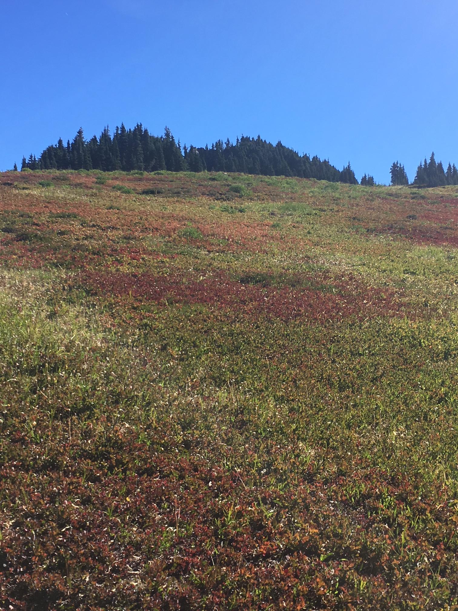 High Divide - Seven Lakes Basin Loop, Cat Basin Primitive, Appleton ...