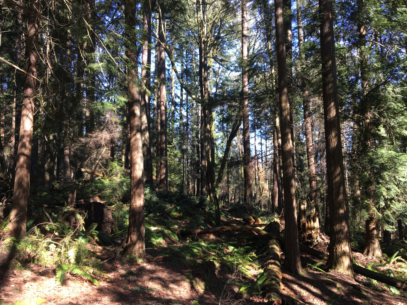 North Creek Trail — Washington Trails Association