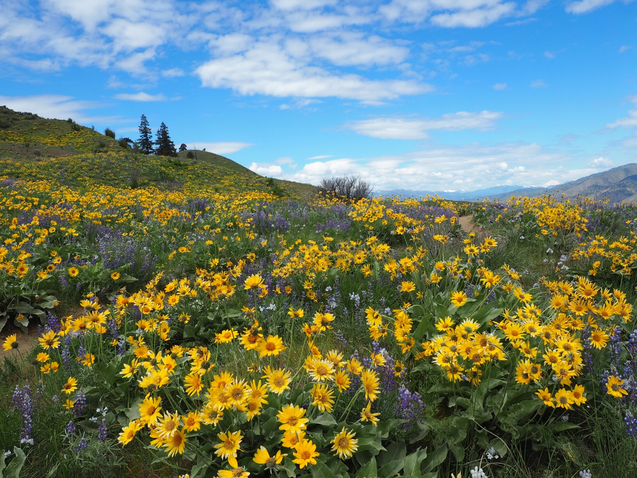 Horse Lake Reserve — Washington Trails Association