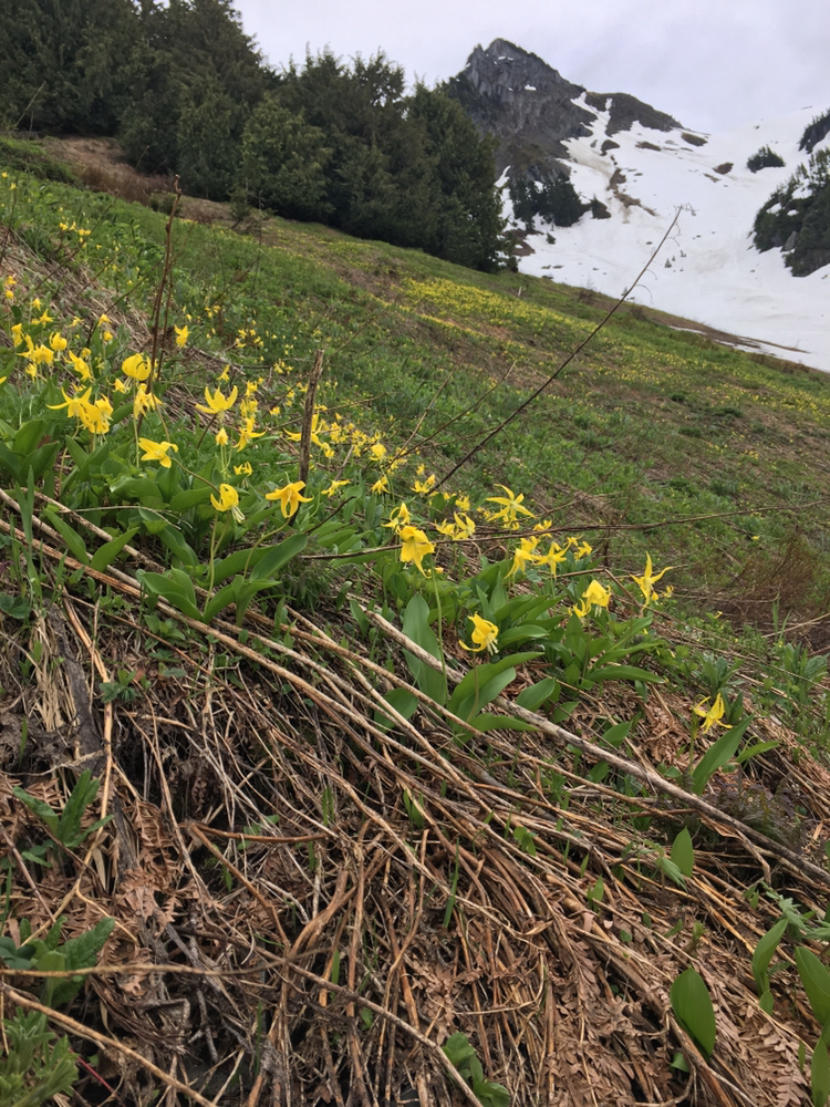 Hidden Lake Lookout — Washington Trails Association