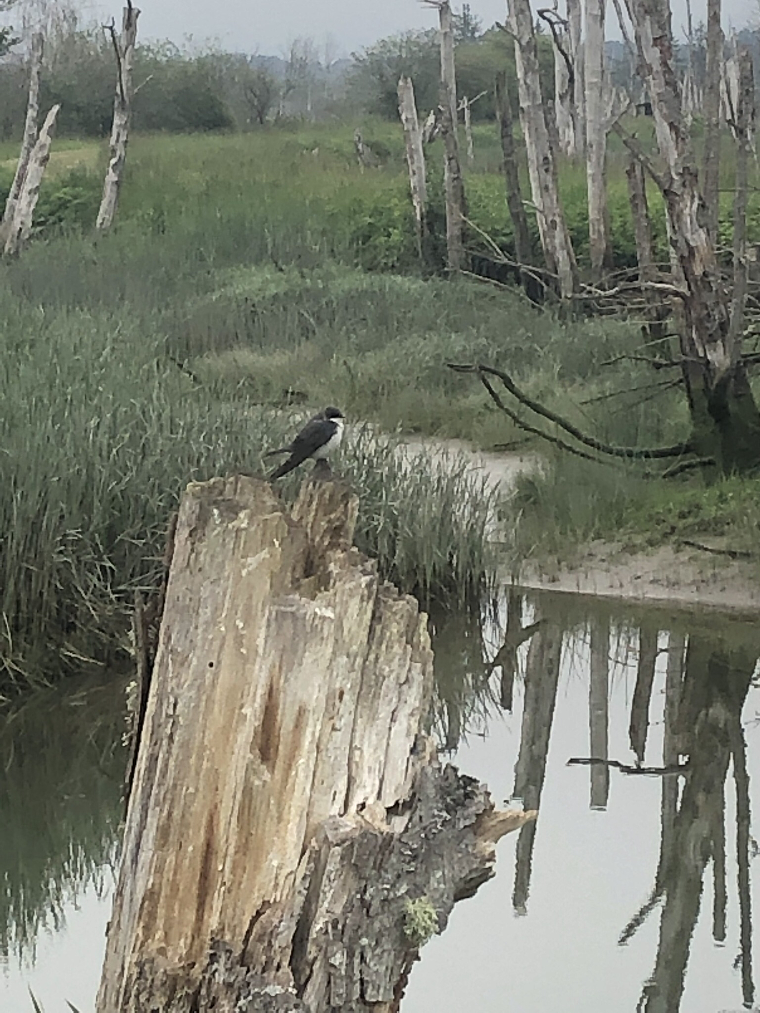 Skagit Wildlife Area — Washington Trails Association
