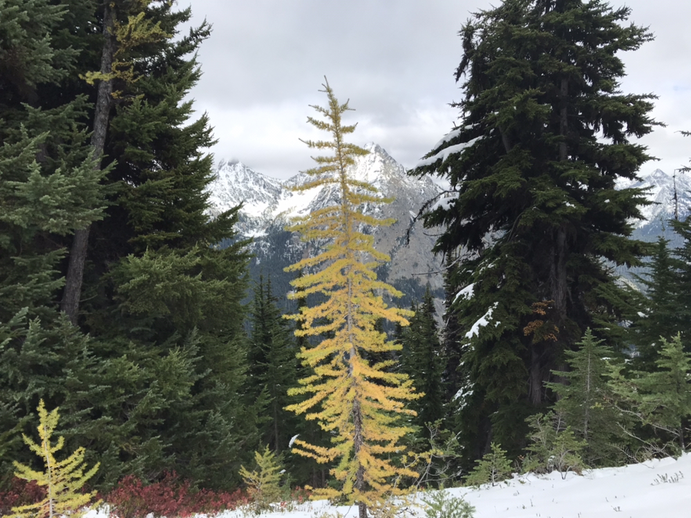 Heather - Maple Pass Loop — Washington Trails Association