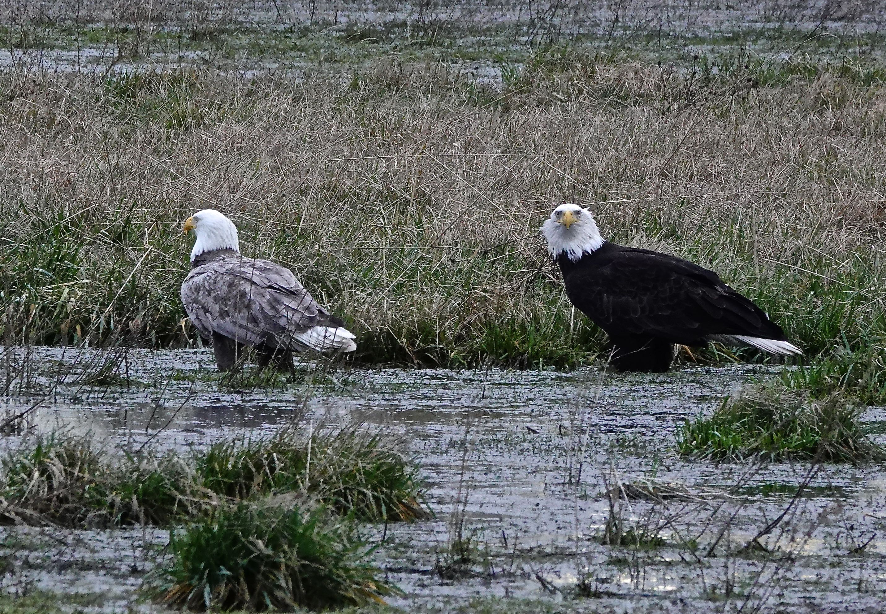 Welts-Samish Restoration Site, Skagit Wildlife Area — Washington Trails ...