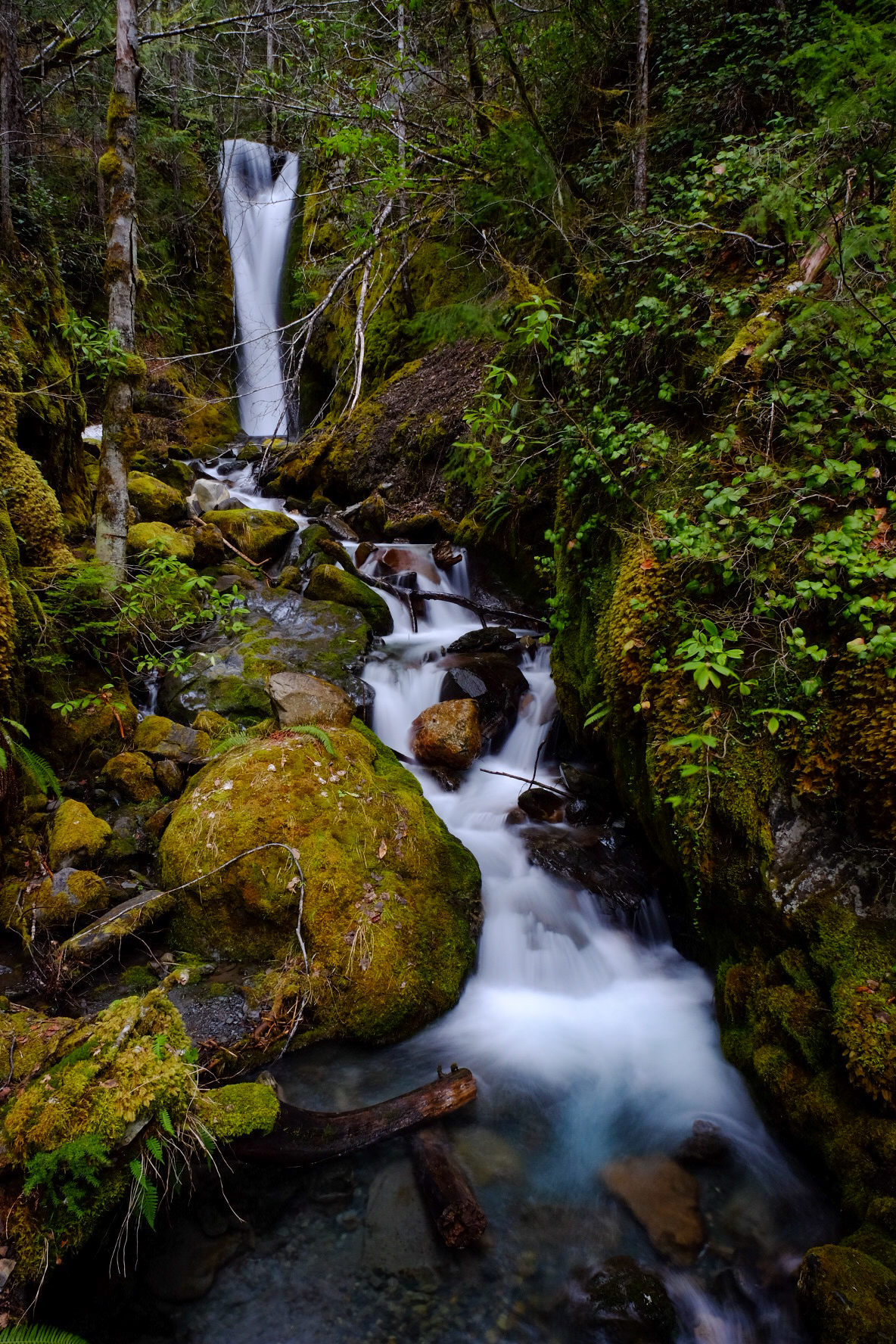 Dosewallips River Road, Main Fork Dosewallips River — Washington Trails ...