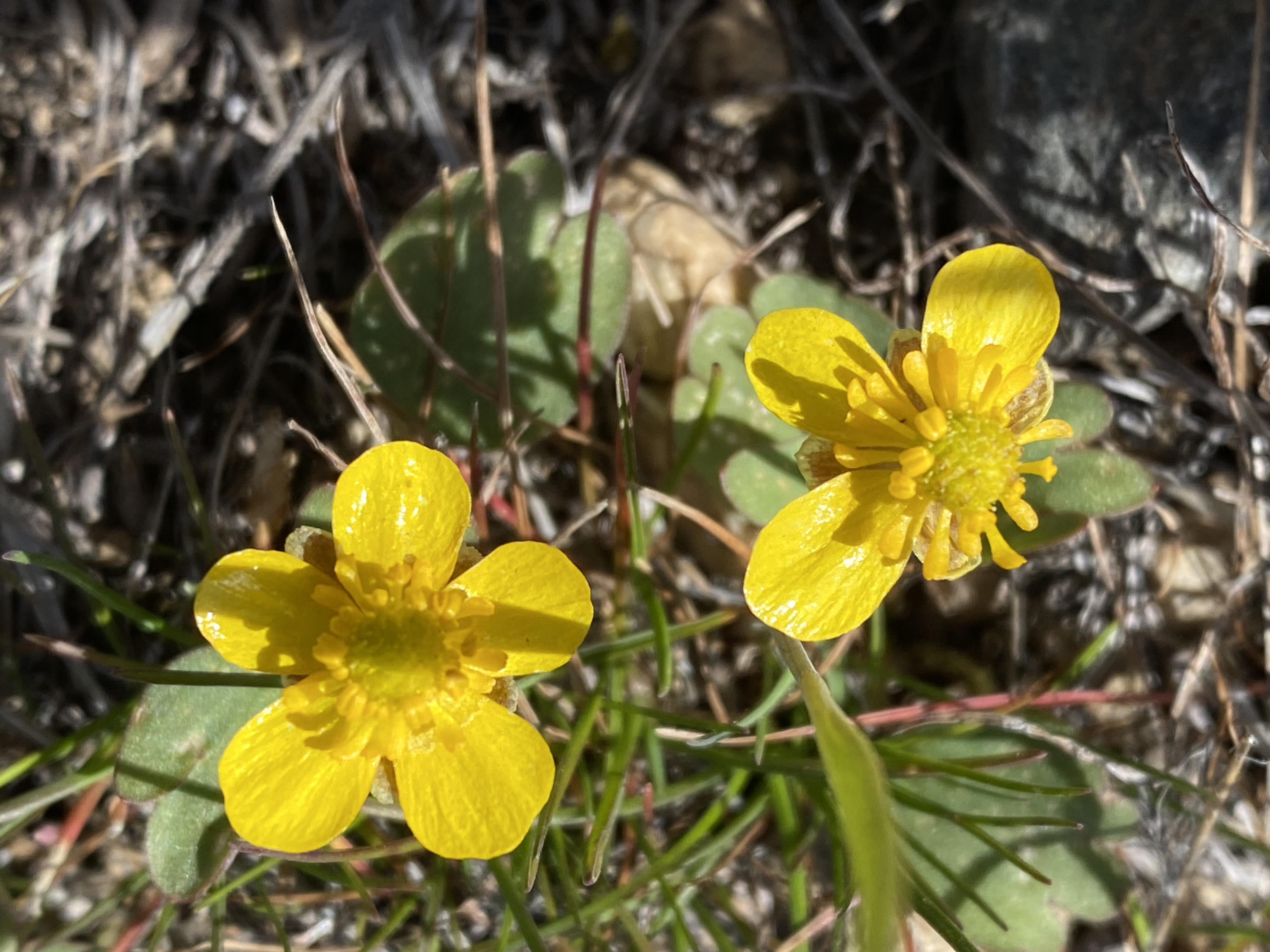Chelan Butte — Washington Trails Association
