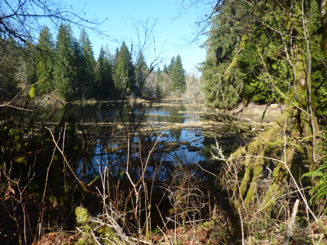 Marckworth Forest — Washington Trails Association