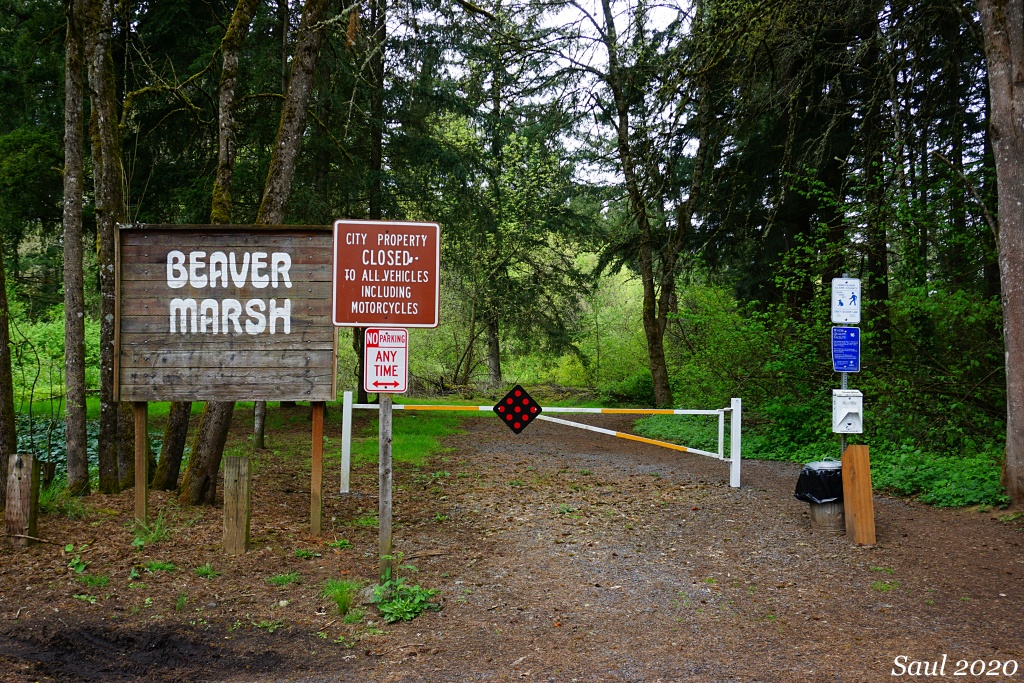 Beaver Marsh Loop — Washington Trails Association