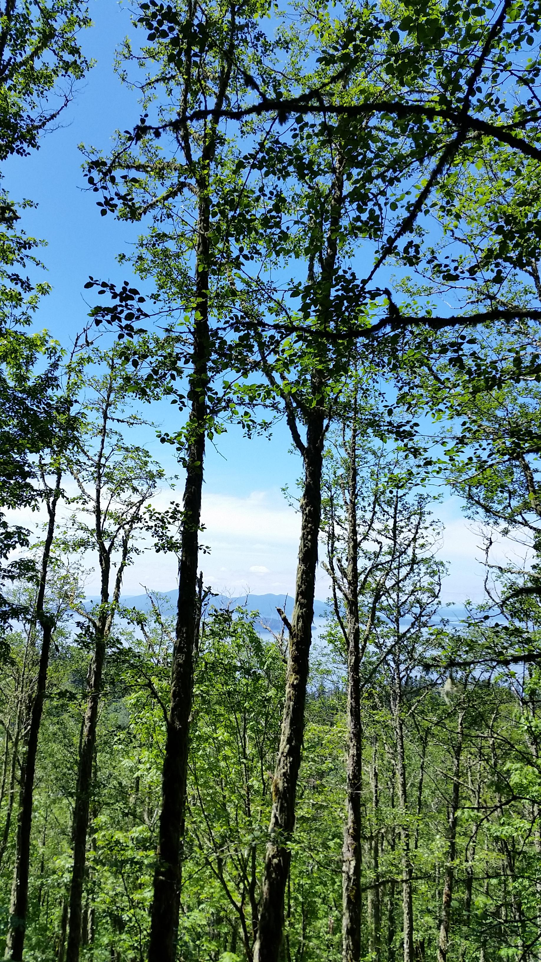 Larrabee State Park - North Lost Lake Trail — Washington Trails Association