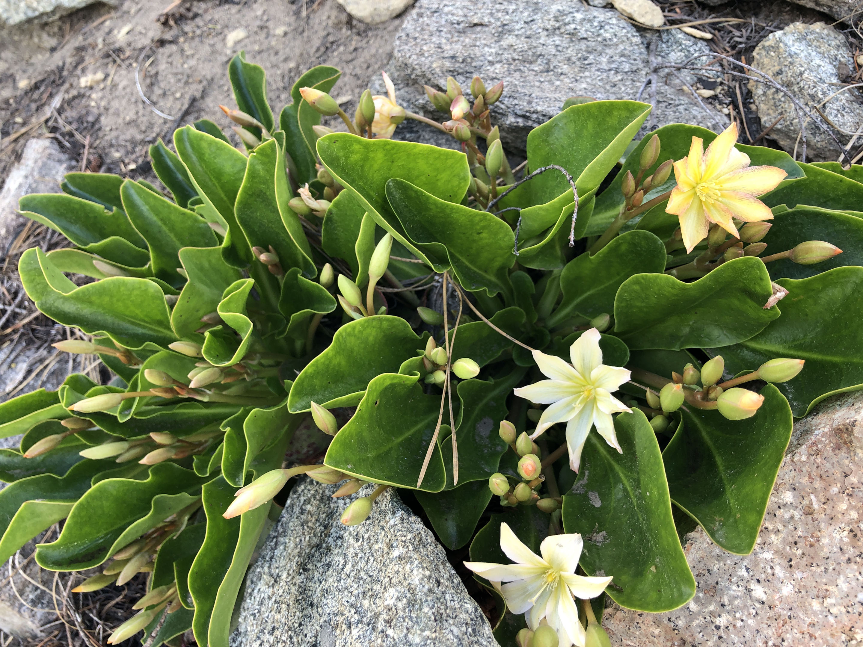 Tyee Lookout — Washington Trails Association
