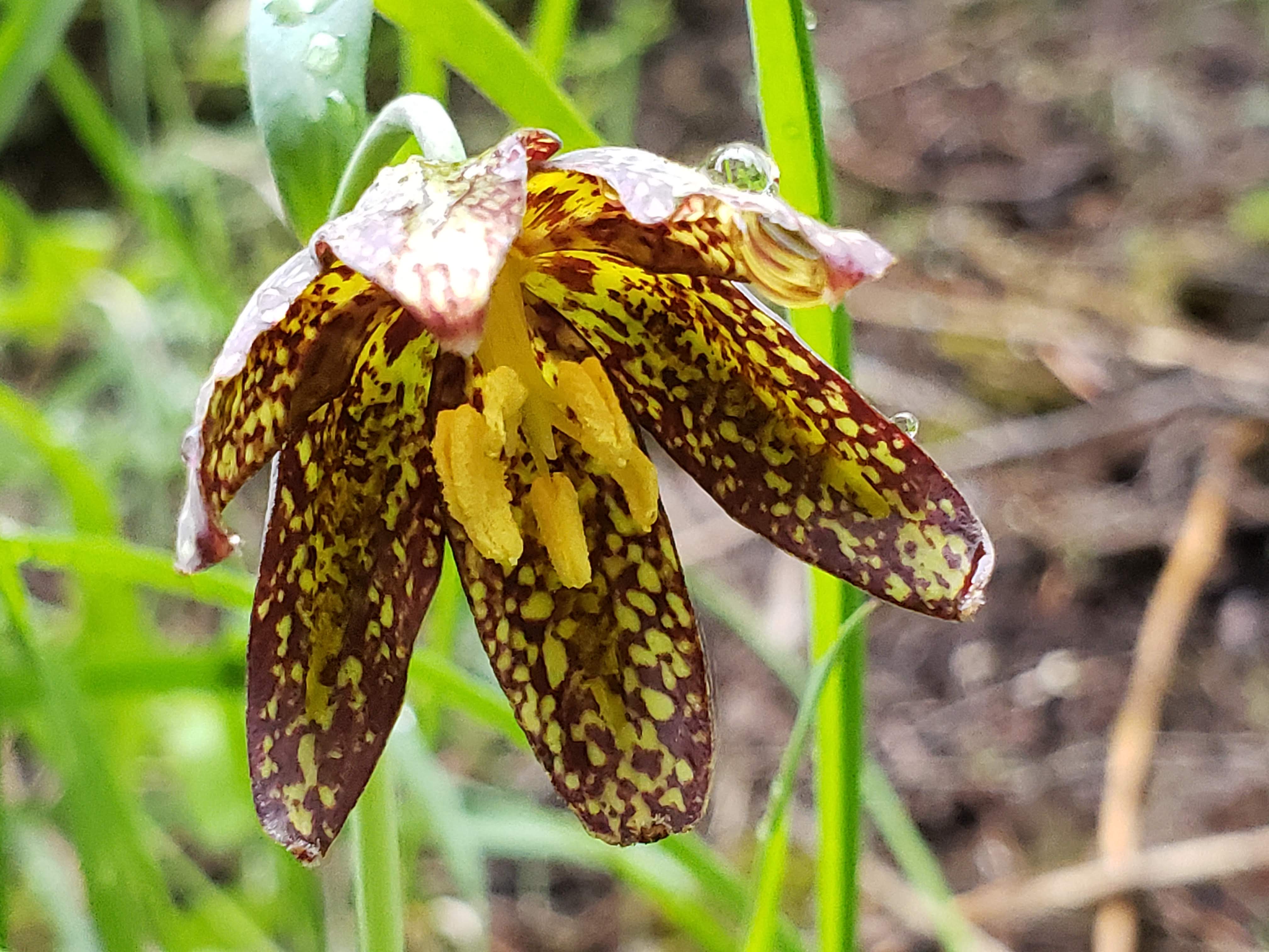 Cle Elum Ridge — Washington Trails Association