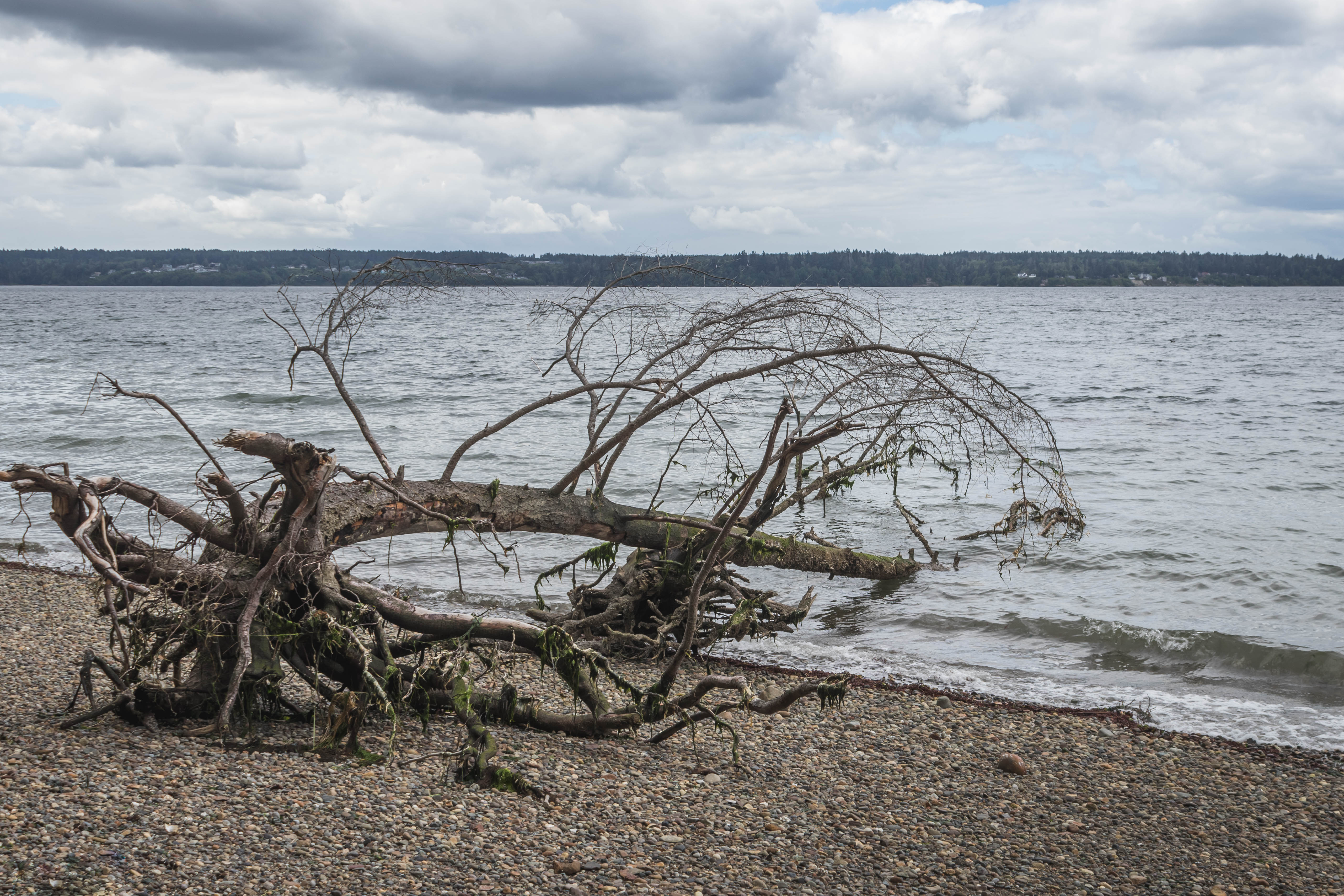 Anderson Island — Washington Trails Association