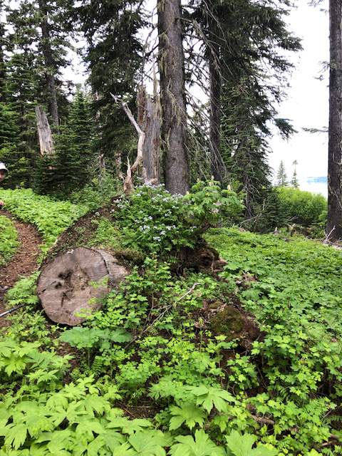 Umatilla Rim Trail — Washington Trails Association