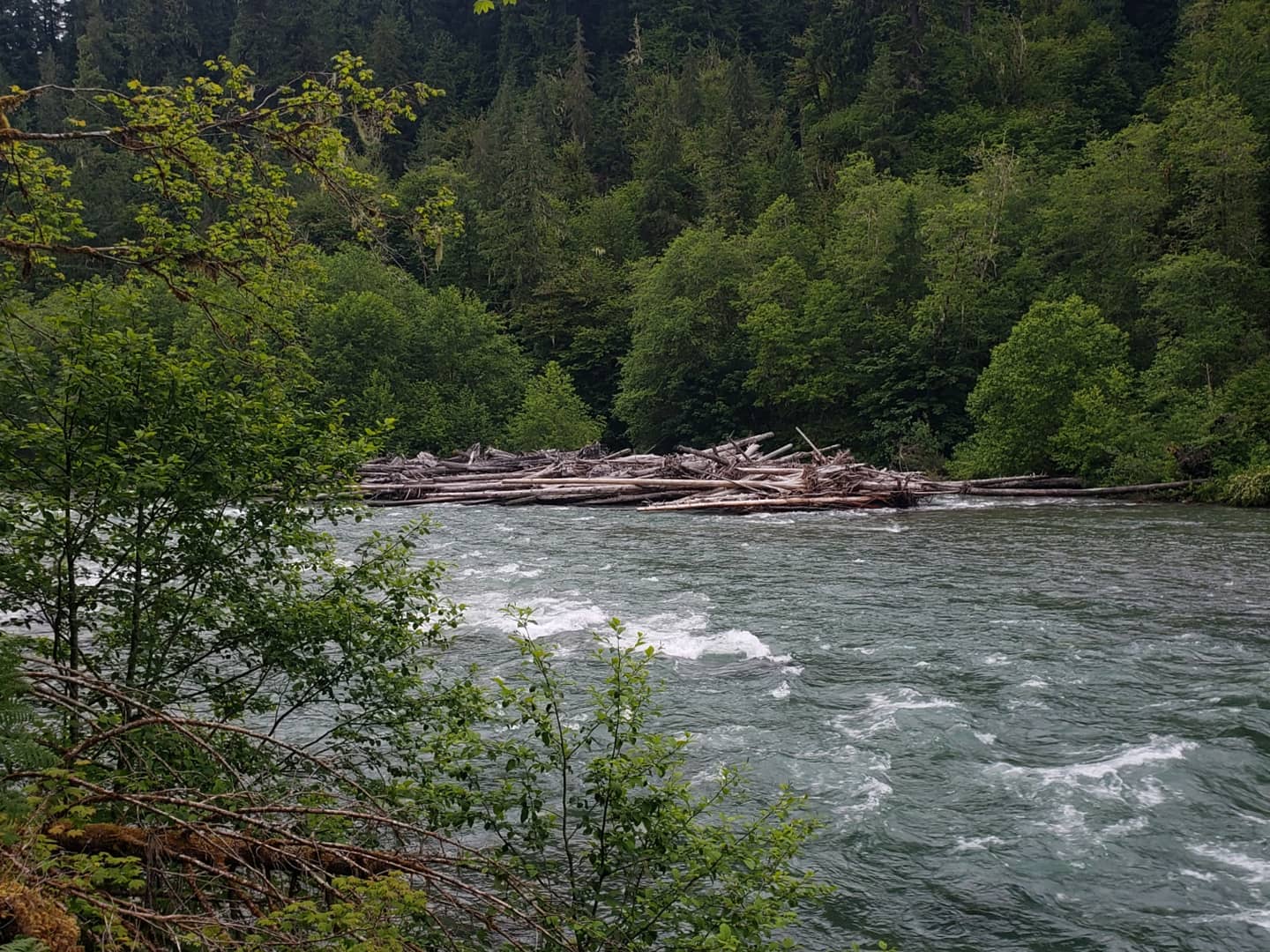 Old Sauk River Trail — Washington Trails Association