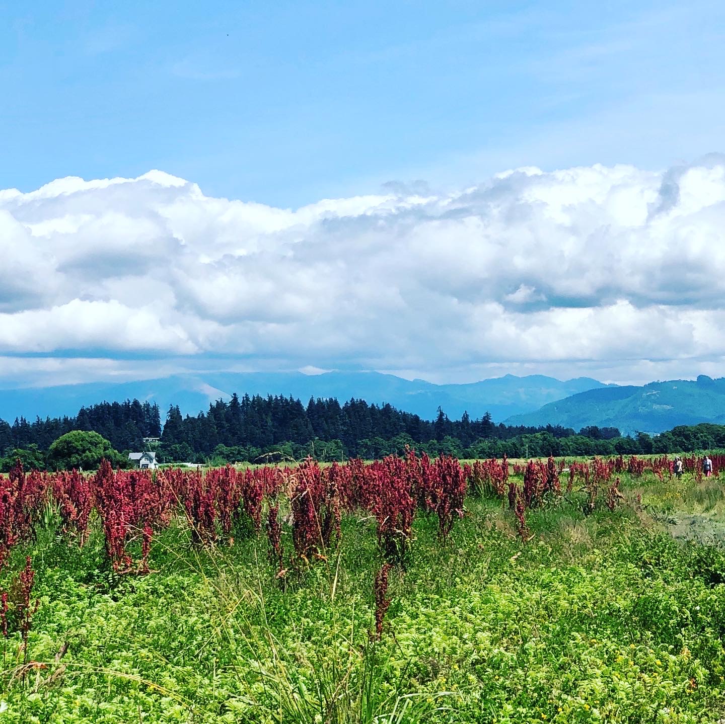 Craft Island — Washington Trails Association