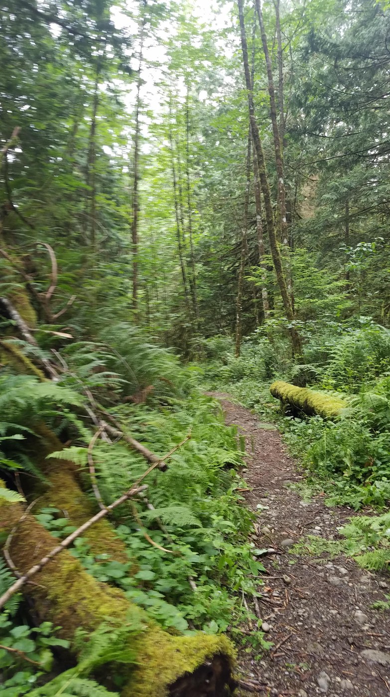 Maple Creek Loop Trail — Washington Trails Association
