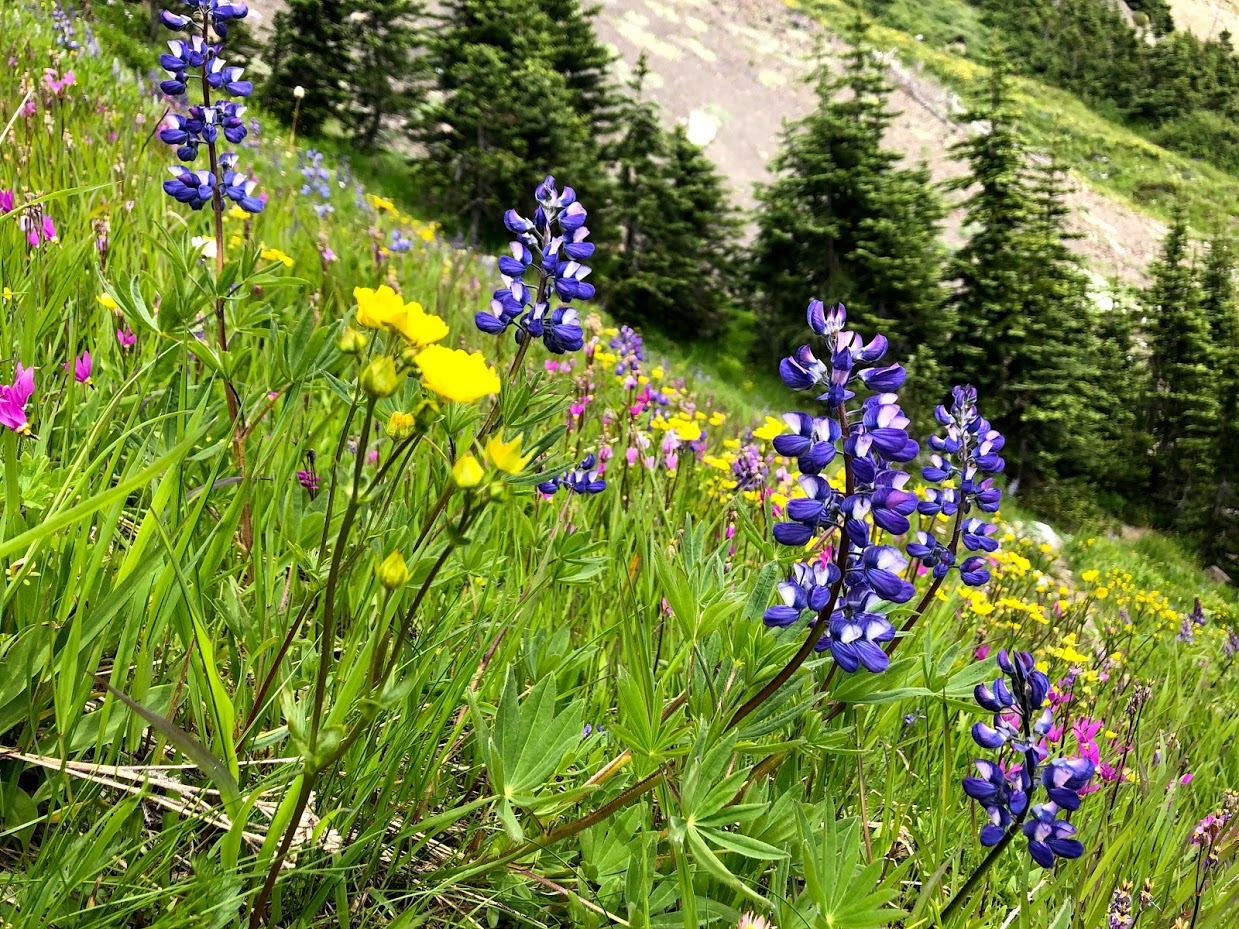 Goat Lake — Washington Trails Association