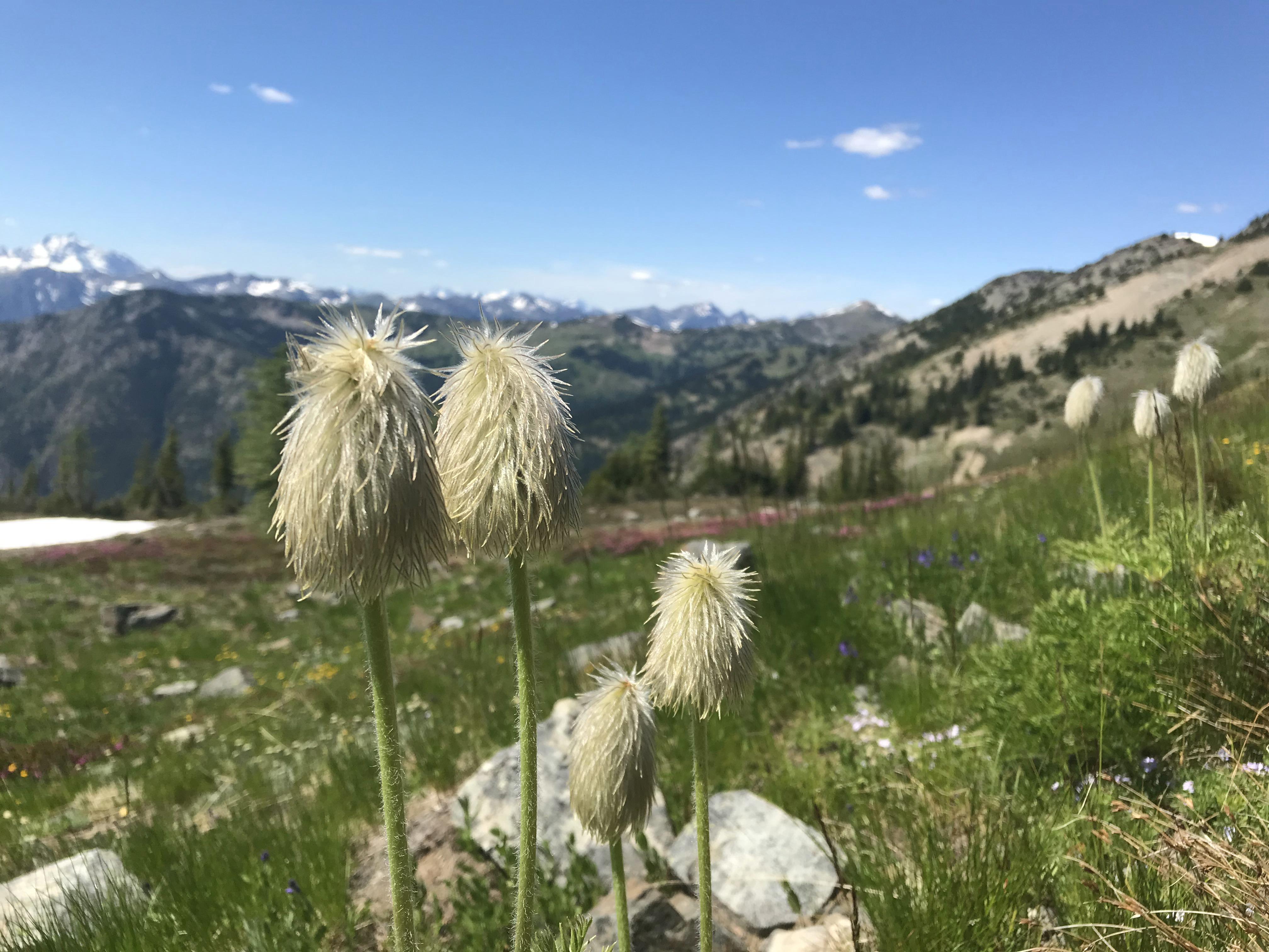 Windy Pass — Washington Trails Association