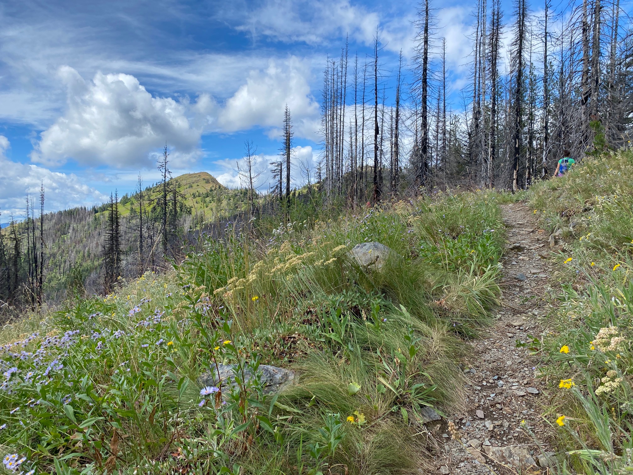 Hall Mountain — Washington Trails Association