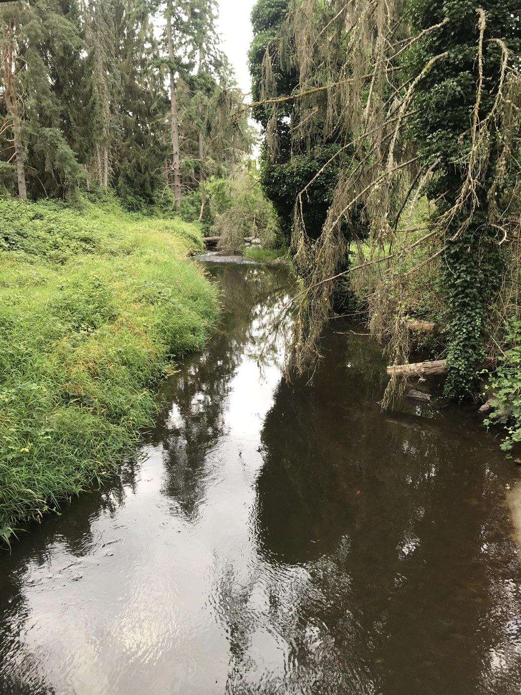 North Creek Trail — Washington Trails Association