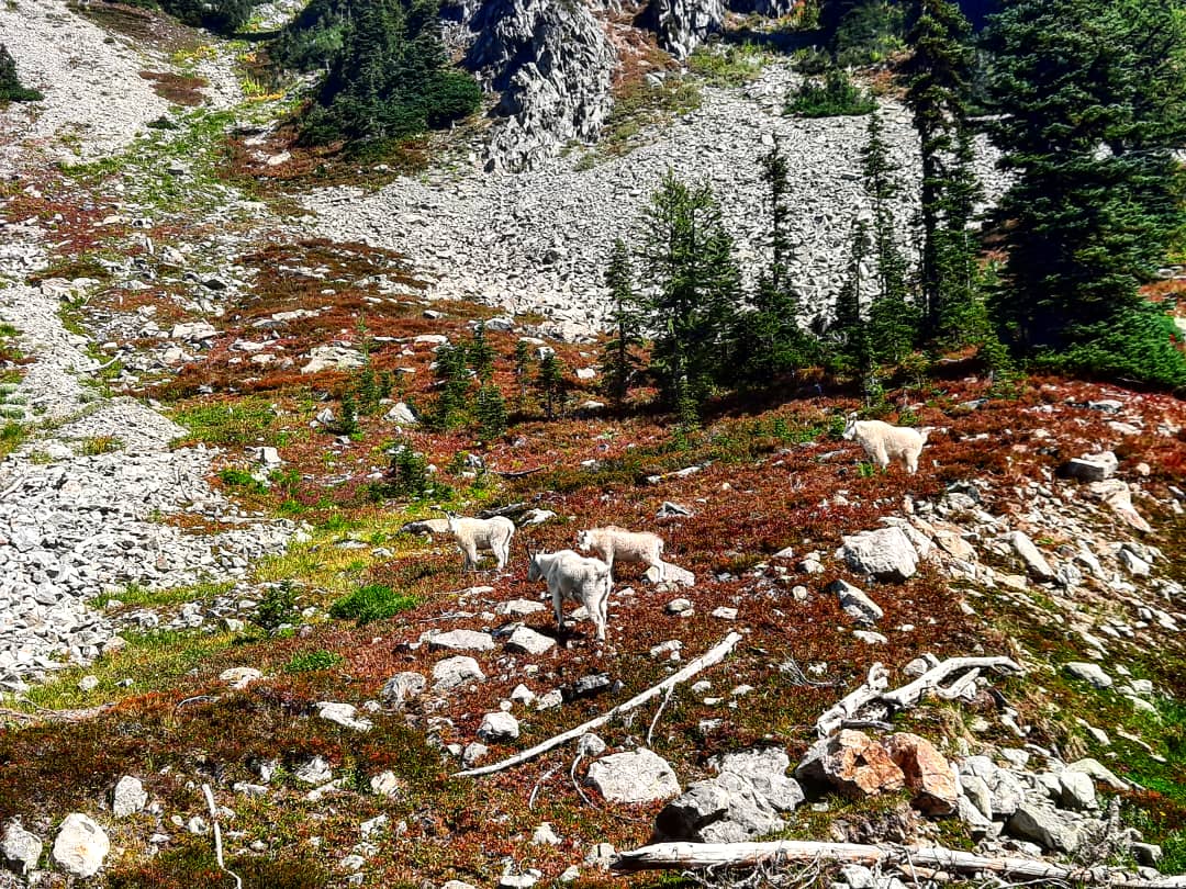 Twisp Pass via Dagger Lake, Copper Pass via Copper Creek — Washington ...