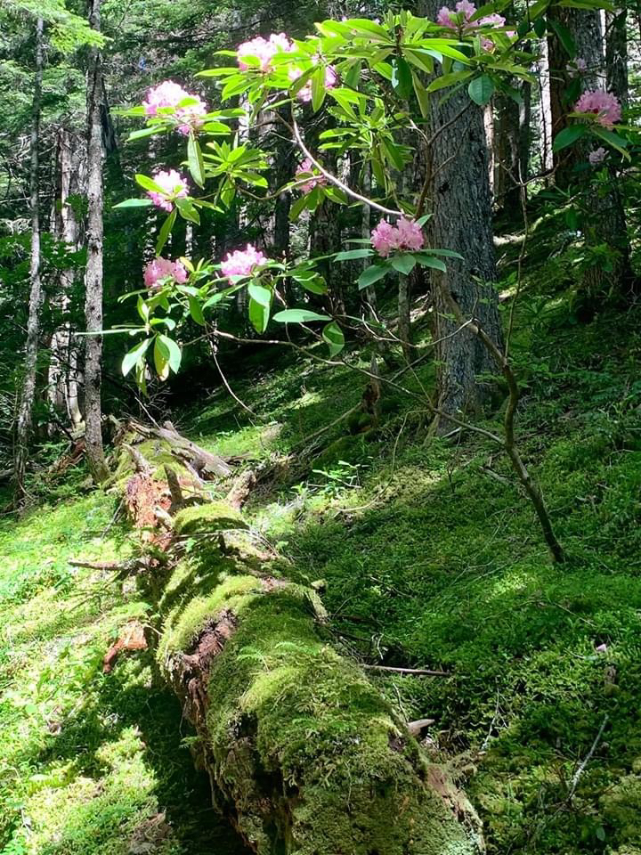 Welch Peaks — Washington Trails Association