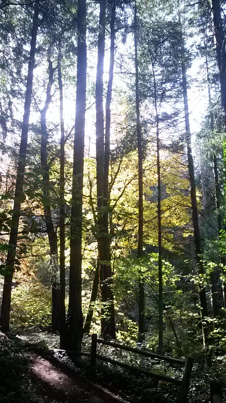 Sunset Ravine Trail — Washington Trails Association