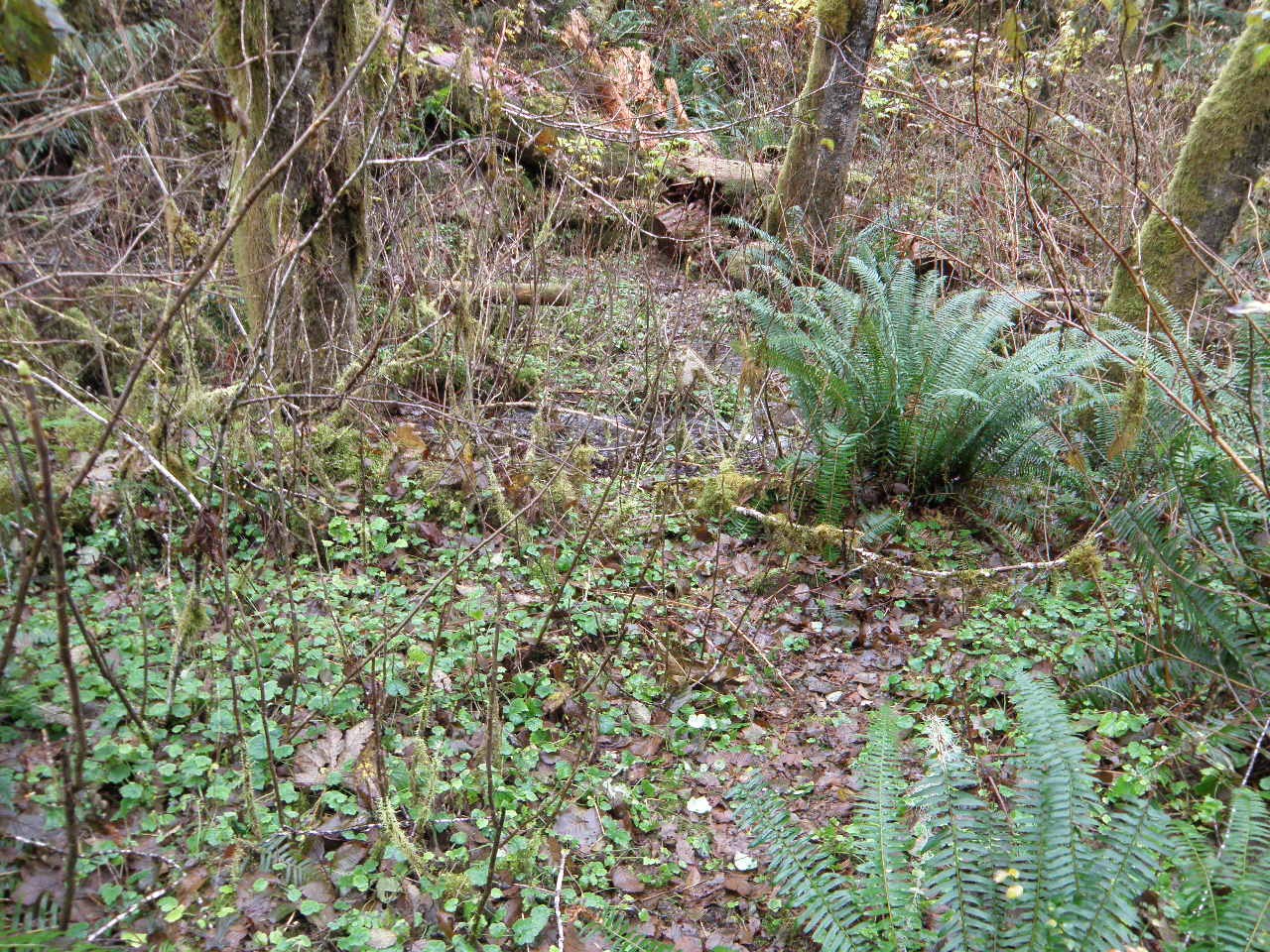 Diobsud Creek — Washington Trails Association