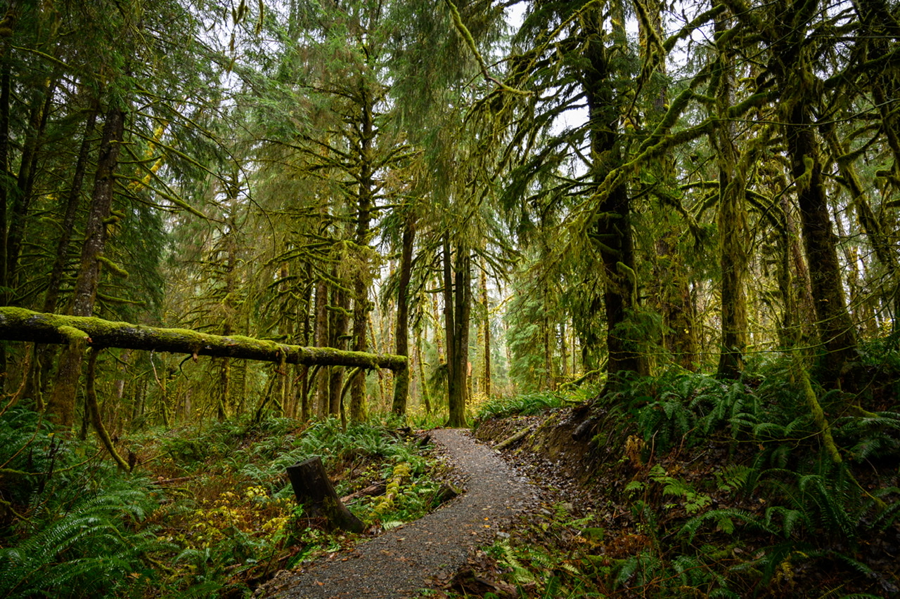 Oxbow Loop Trail — Washington Trails Association
