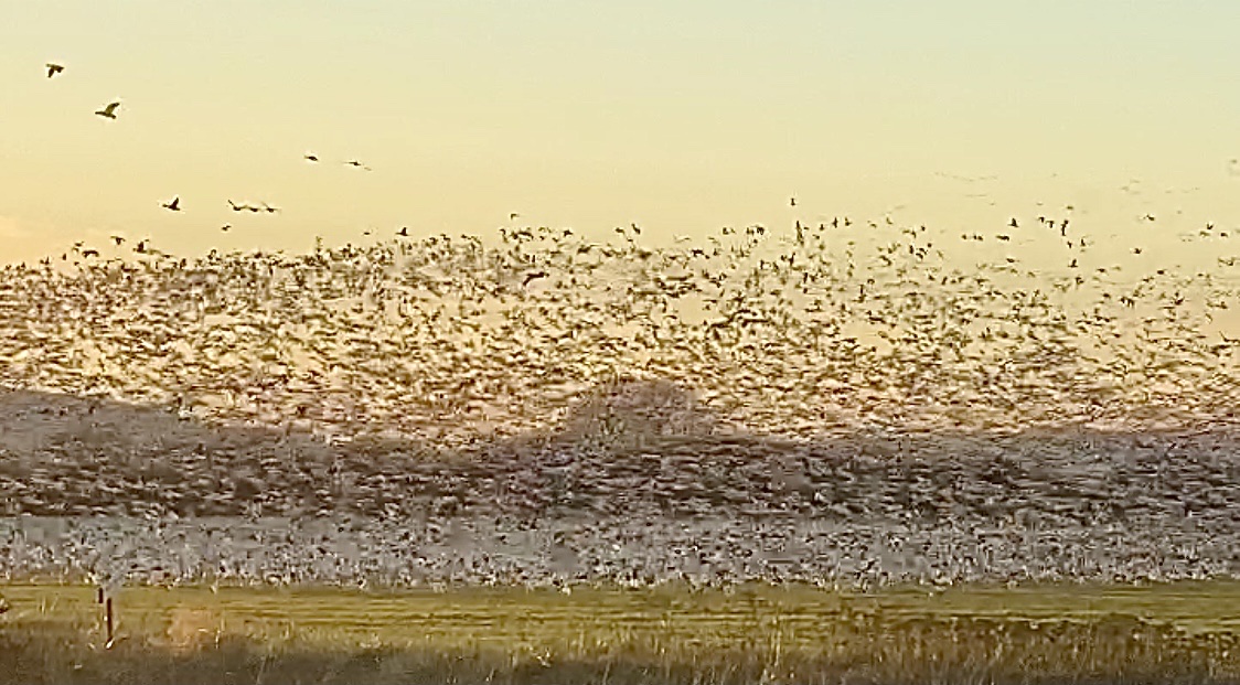 Skagit Wildlife Area — Washington Trails Association