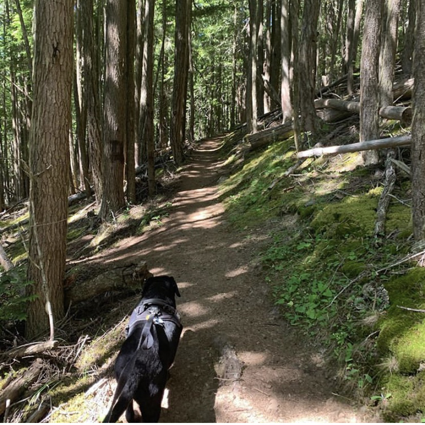 Deer Ridge — Washington Trails Association