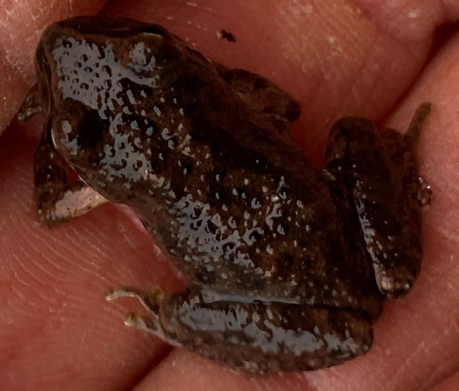 Hauser Lake Conservation Area — Washington Trails Association