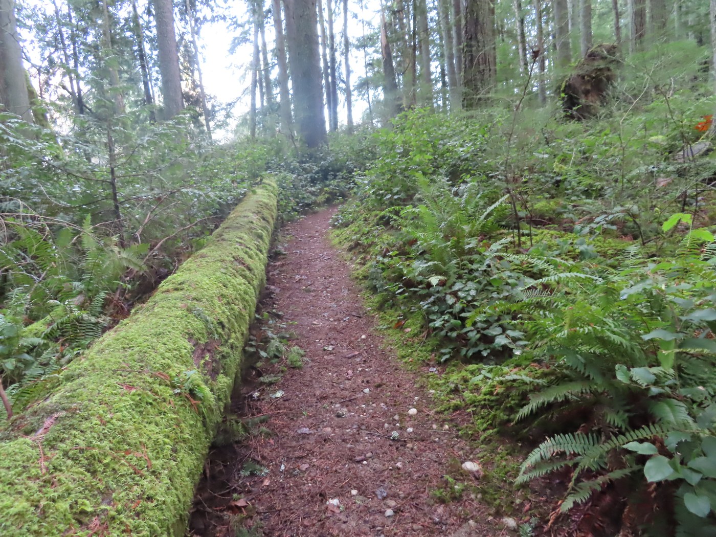High Point Trail, Lingering Trail, Tiger Mountain Trail — Washington ...