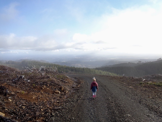 Capitol State Forest - Capitol Peak — Washington Trails Association