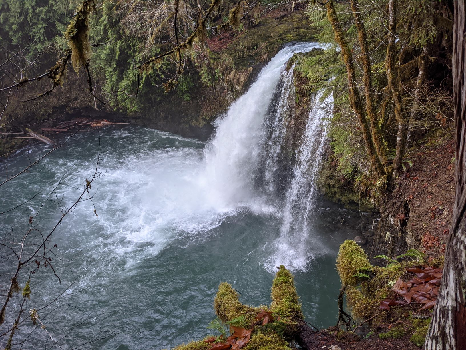 Trail of Two Forests, Merrill Lake Conservation Area - Kalama River ...