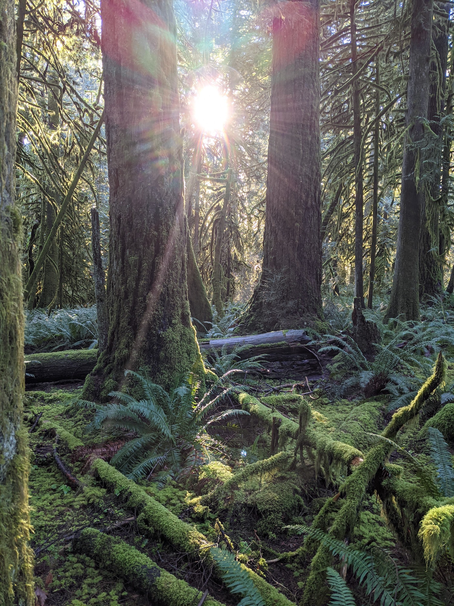 Rockport State Park — Washington Trails Association