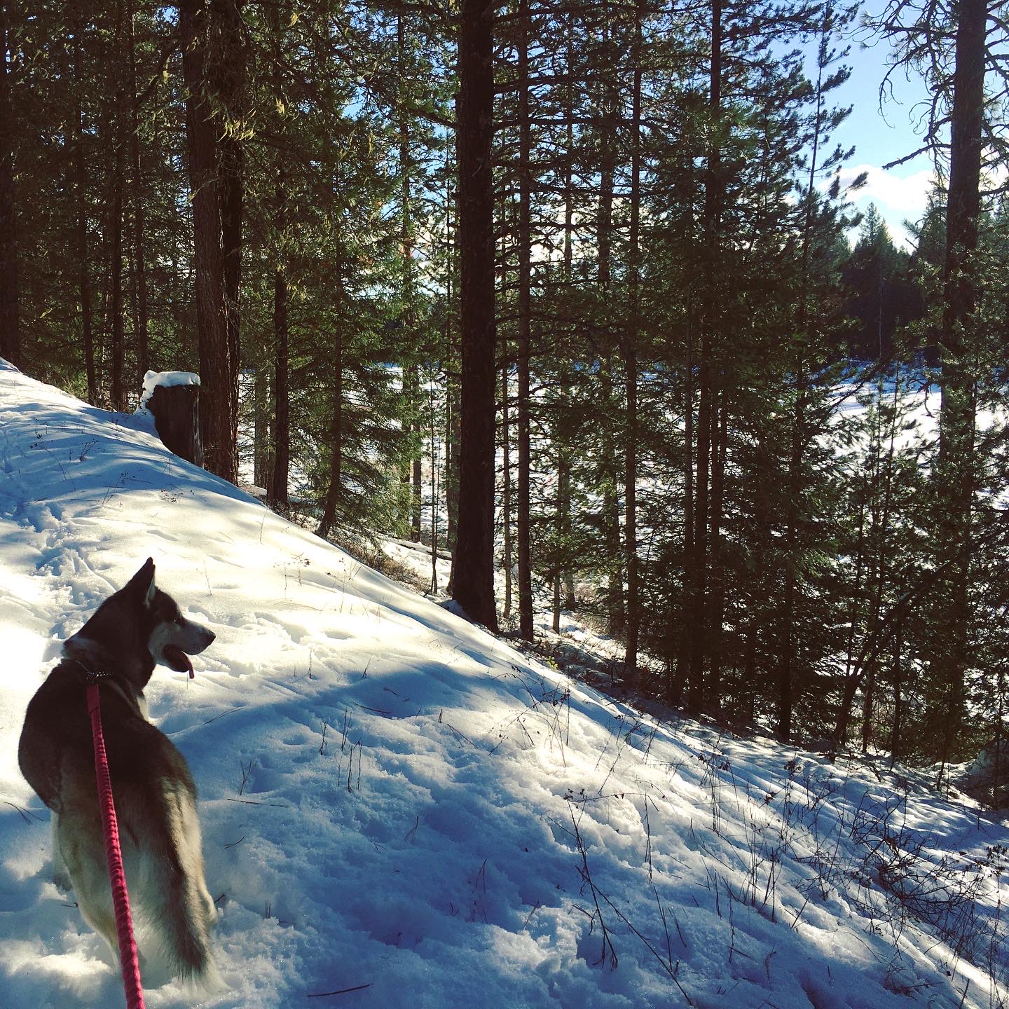 Chipmunk Rapids National Recreation Trail: Kaniksu Marsh Loop ...