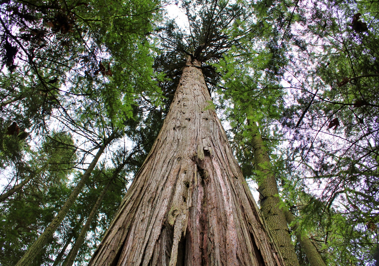 John Tursi Trail, Deception Pass State Park - Pass Lake — Washington ...