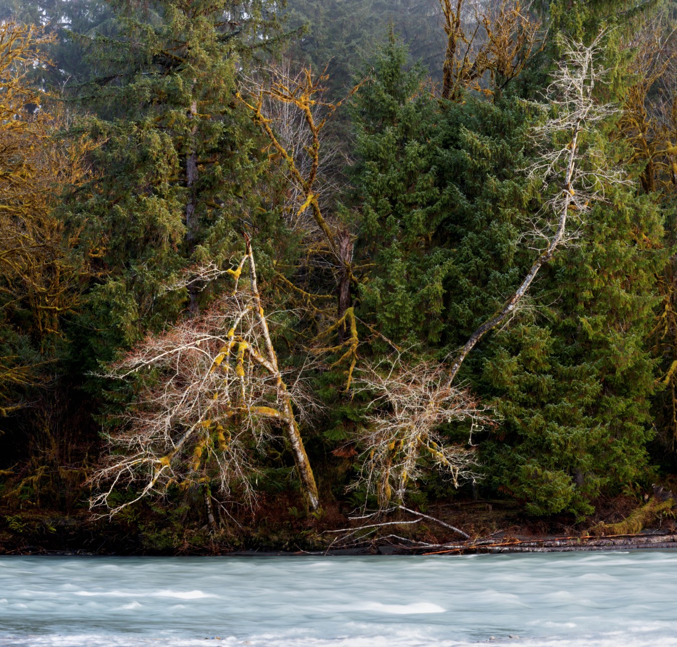Queets Campground Loop — Washington Trails Association