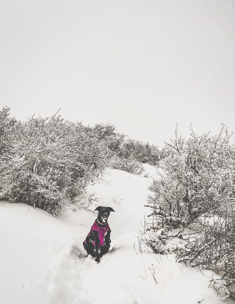 Manastash Ridge, Manastash Ridge - Boy Scout Trail, Manastash Ridge ...